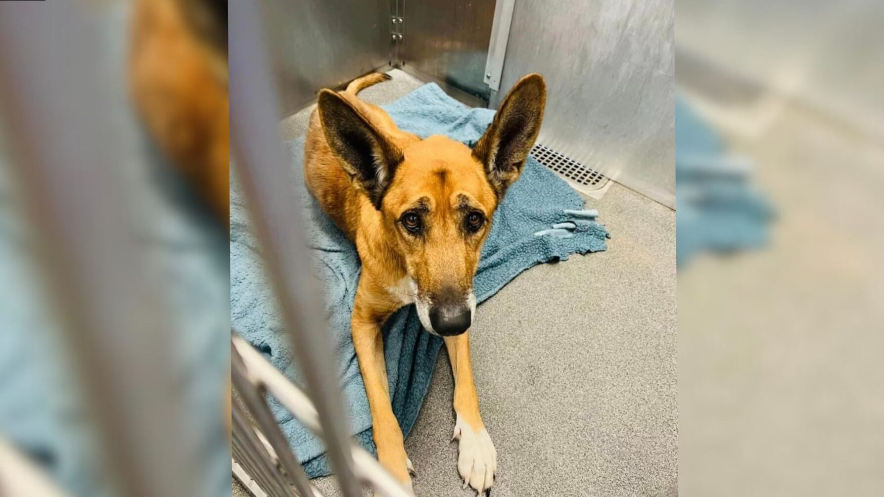 Perro encuentra un hogar para siempre, solo para ser devuelto por ...