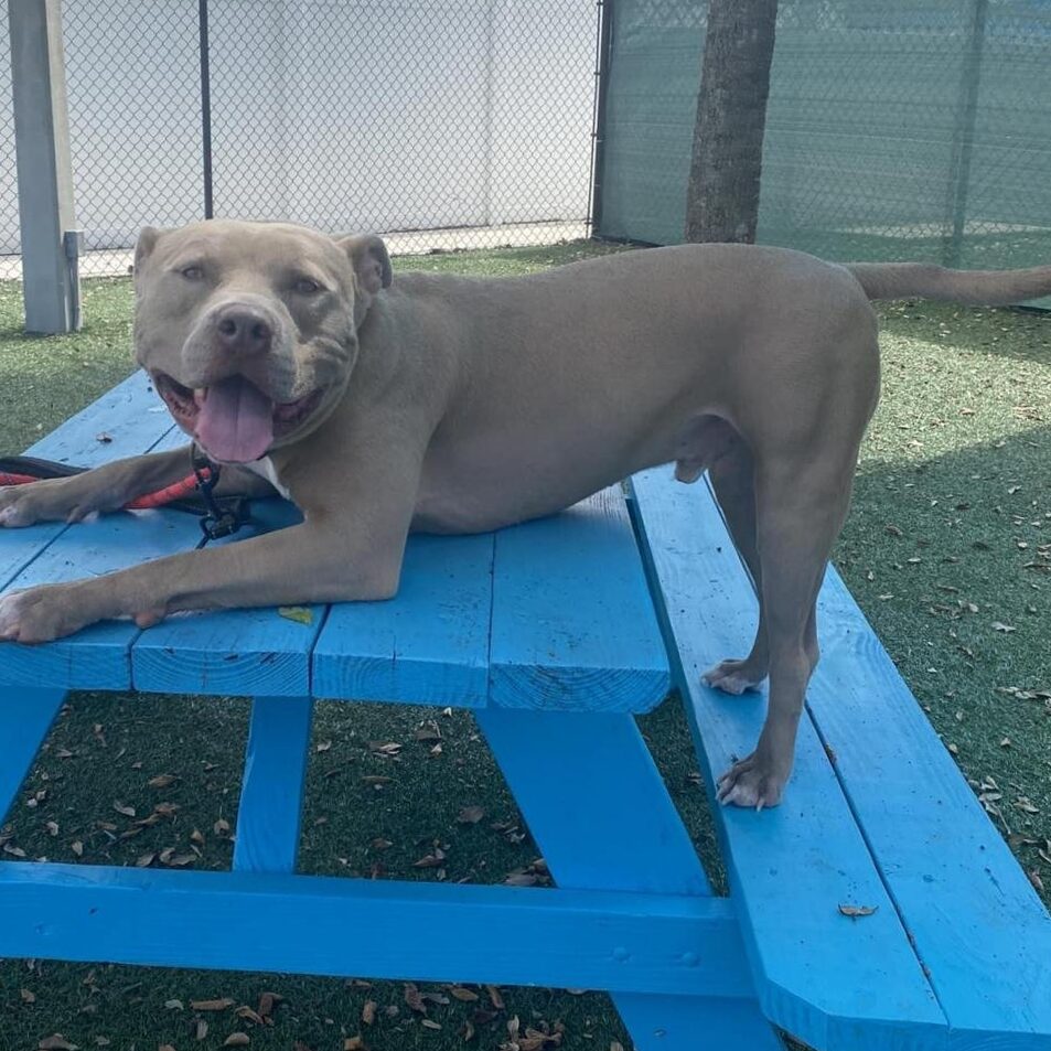 Cachorro que Pasó Más de 785 Días en un Refugio en Florida Lucha por ...